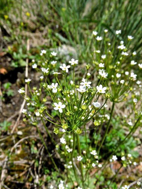 Differences in cannabis morphology adapted to Arid and tropical regions ...