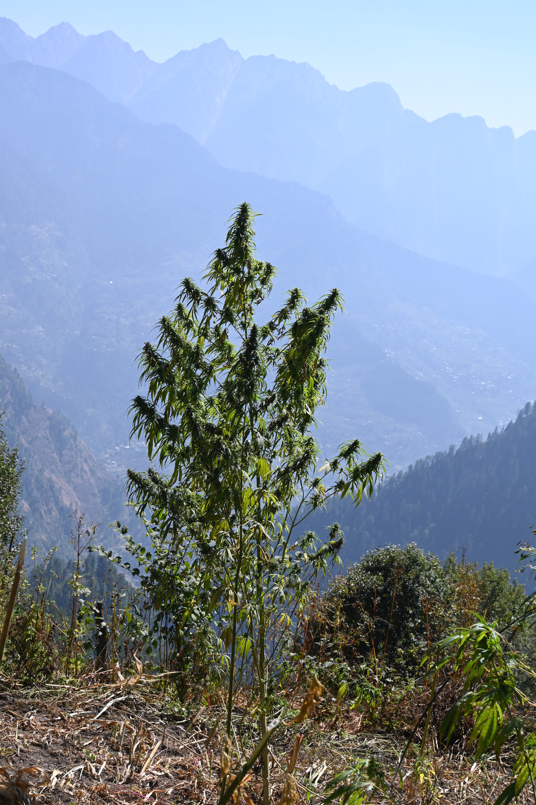 Differences in cannabis morphology adapted to Arid and tropical regions ...