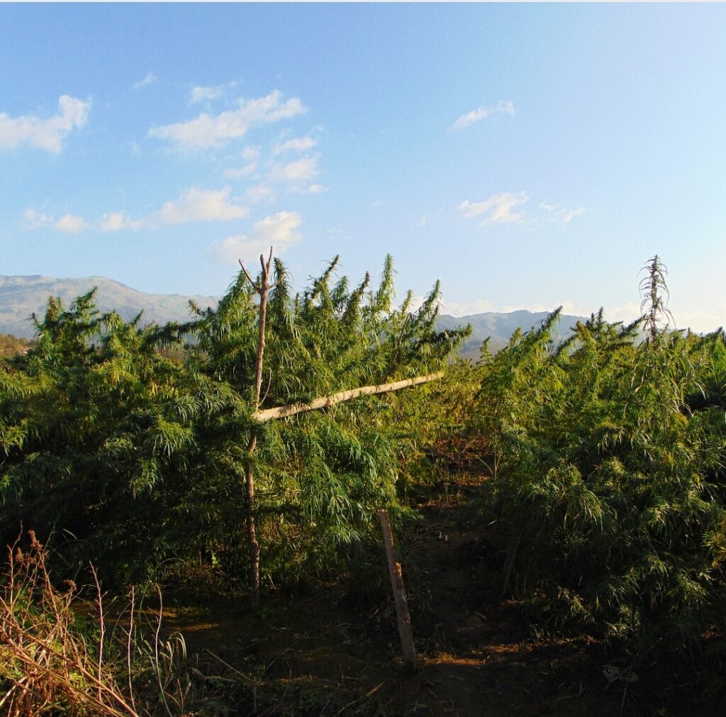 Eastern Manipur-Burma – IndianLandraceExchange