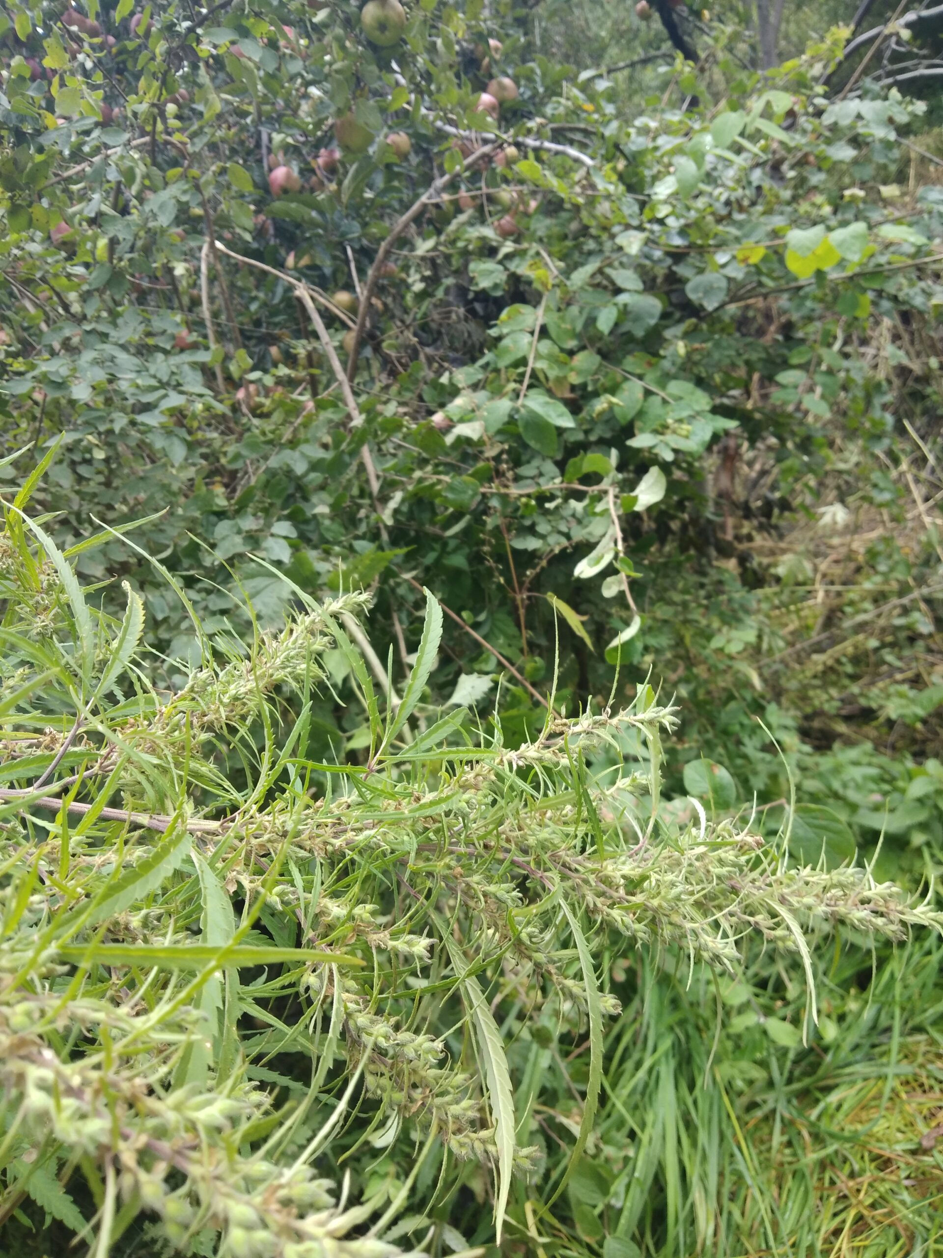 North India: The Cannabis Sanctuary – IndianLandraceExchange